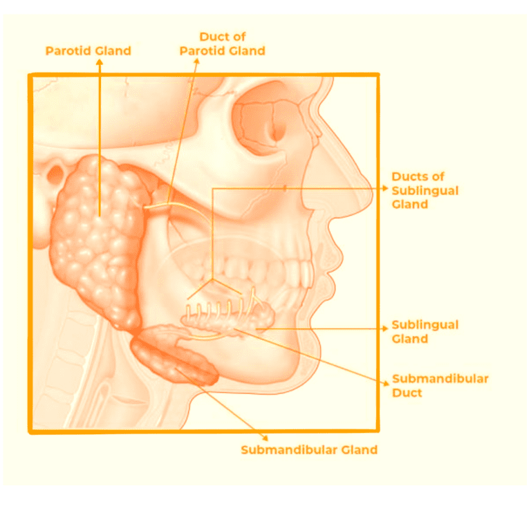 Aangepaste speekselklieren - Singelberg kliniek